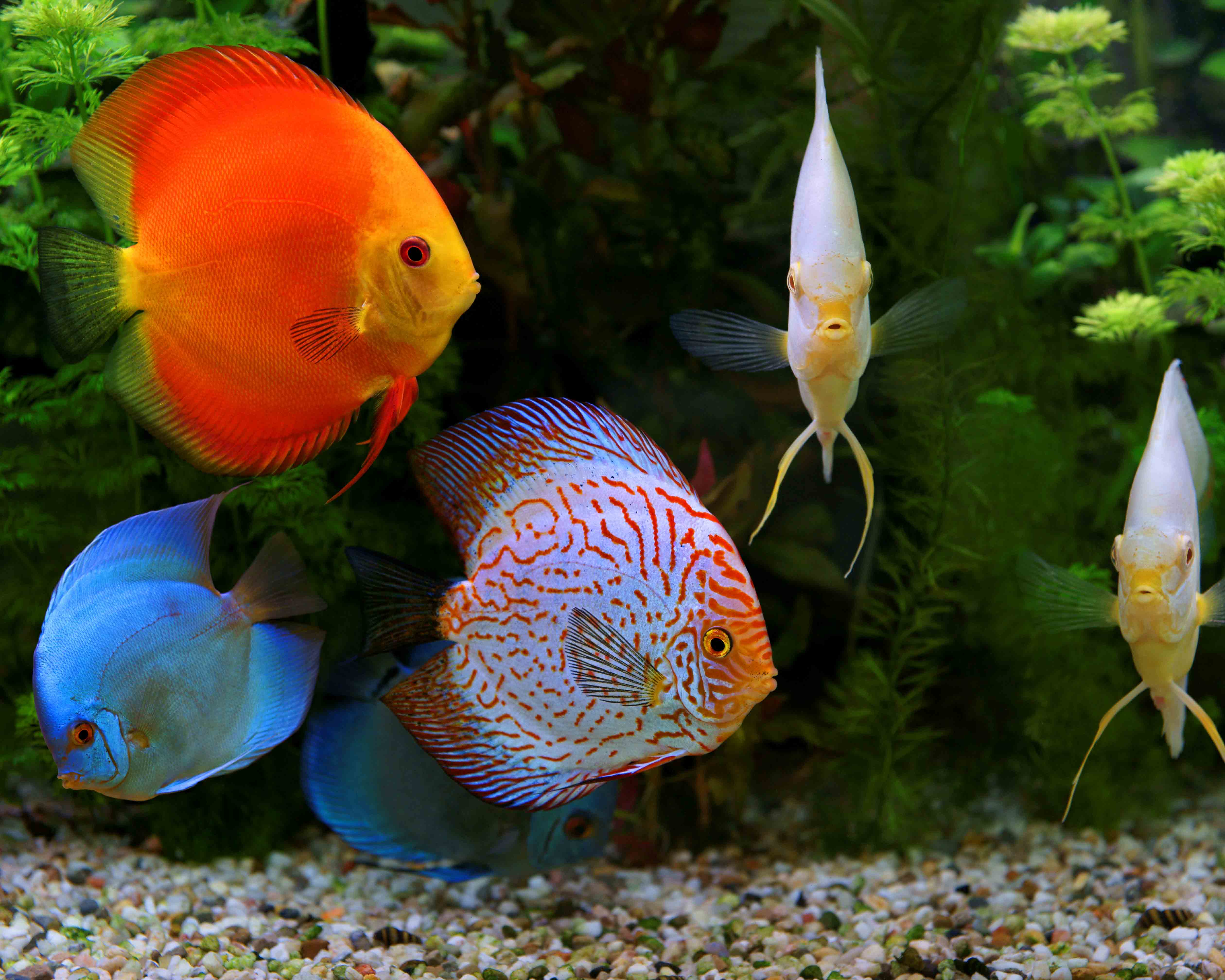 OSA Services | Aquarium Design & Installation