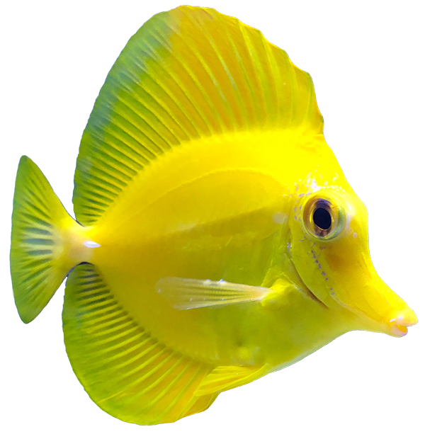 OSA Services | Aquarium Design & Installation - OSA-Services